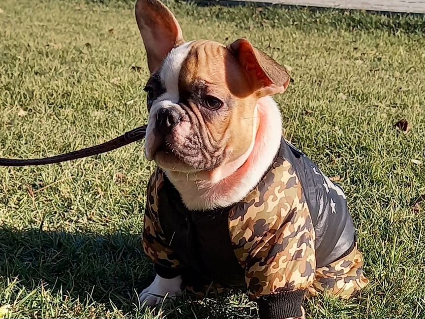 Булочки вашей мечты