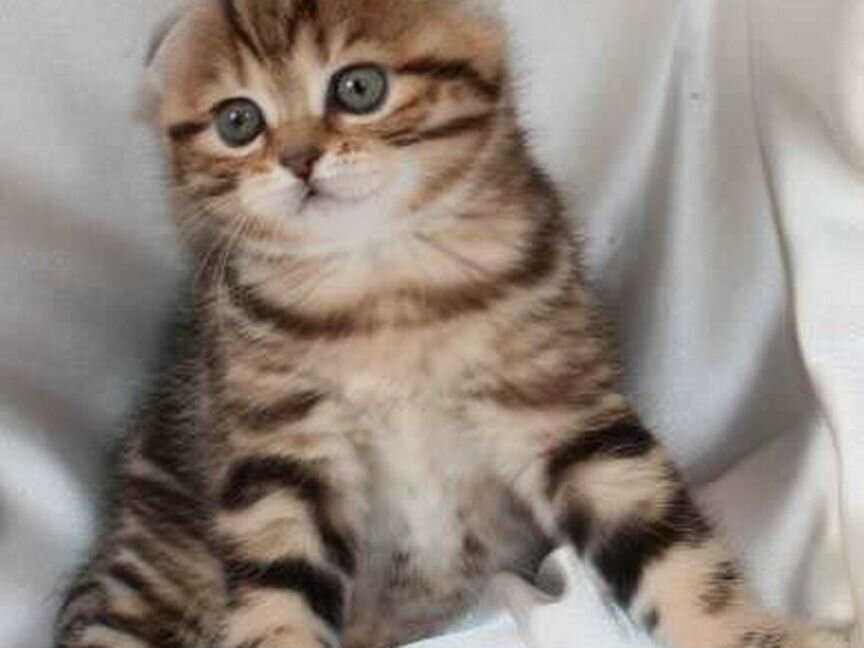 Яркая мраморная кошечка