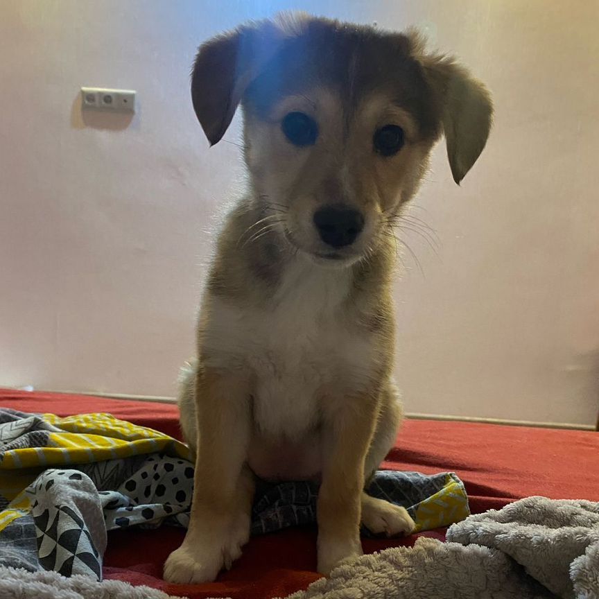 Щенок в добрые руки