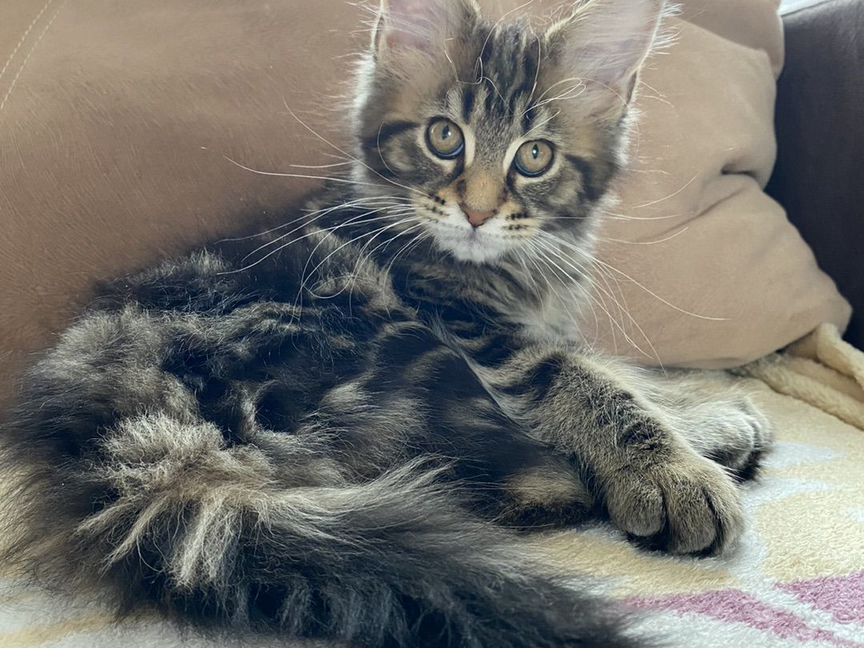 Котята мейкун