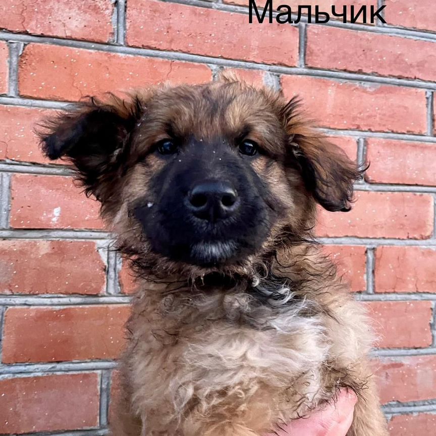 Щенок в добрые руки бесплатно