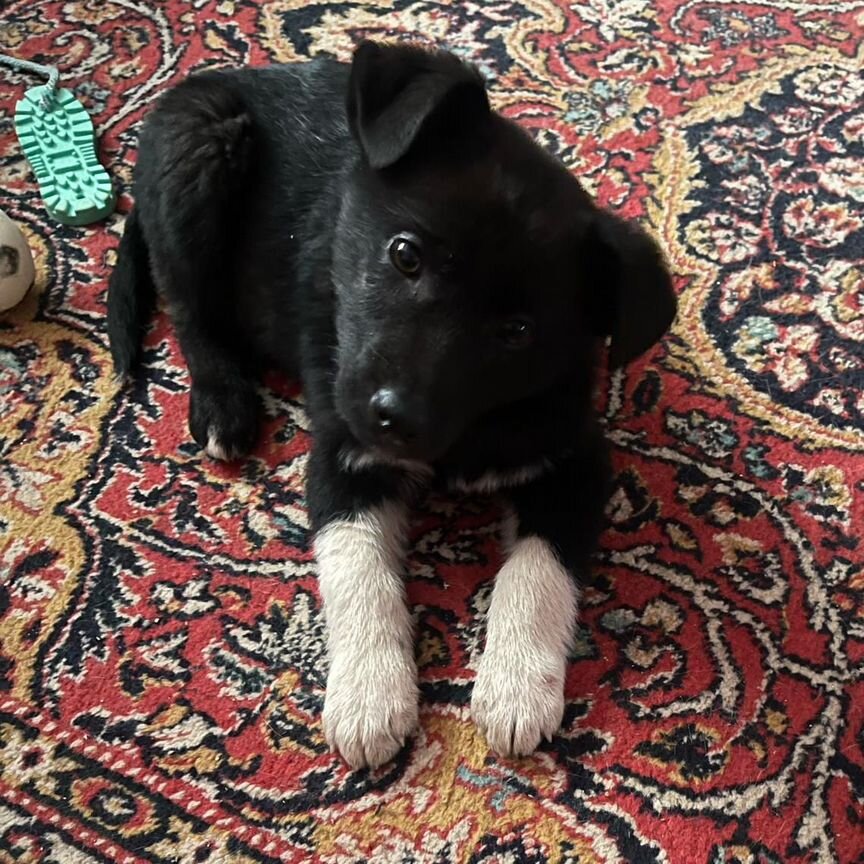 Щенок в добрые руки