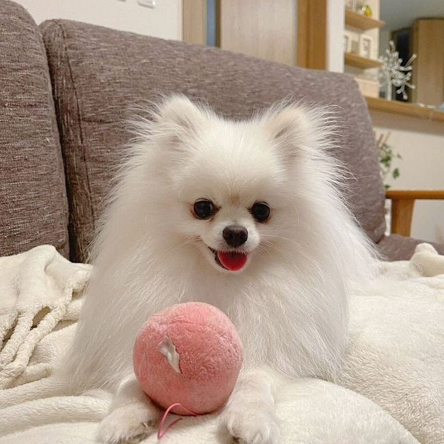 Продам Мини Шпица