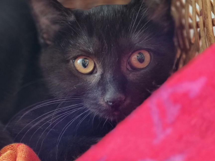 Котенок 4.5 мес черри