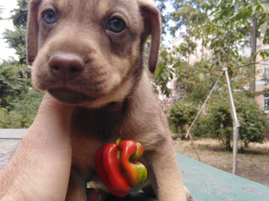 Девочка - метис 1 месяц