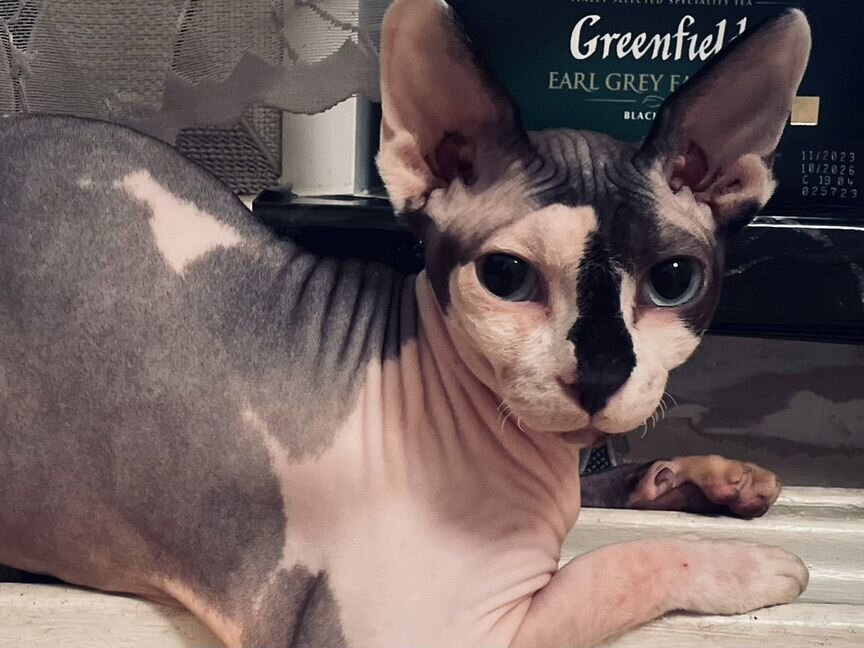 Канадский сфинкс