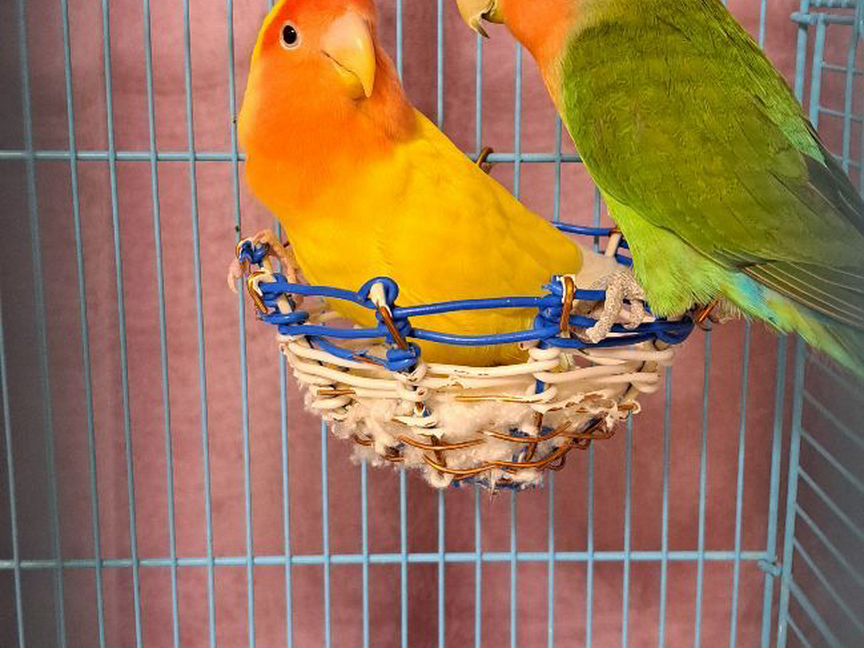 Попугай неразлучники с клеткой