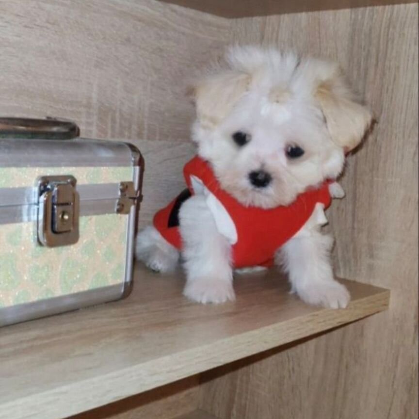 Мальтипу, щенок