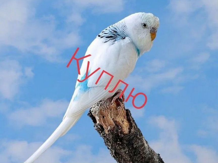 Птенцы волнистый попугай