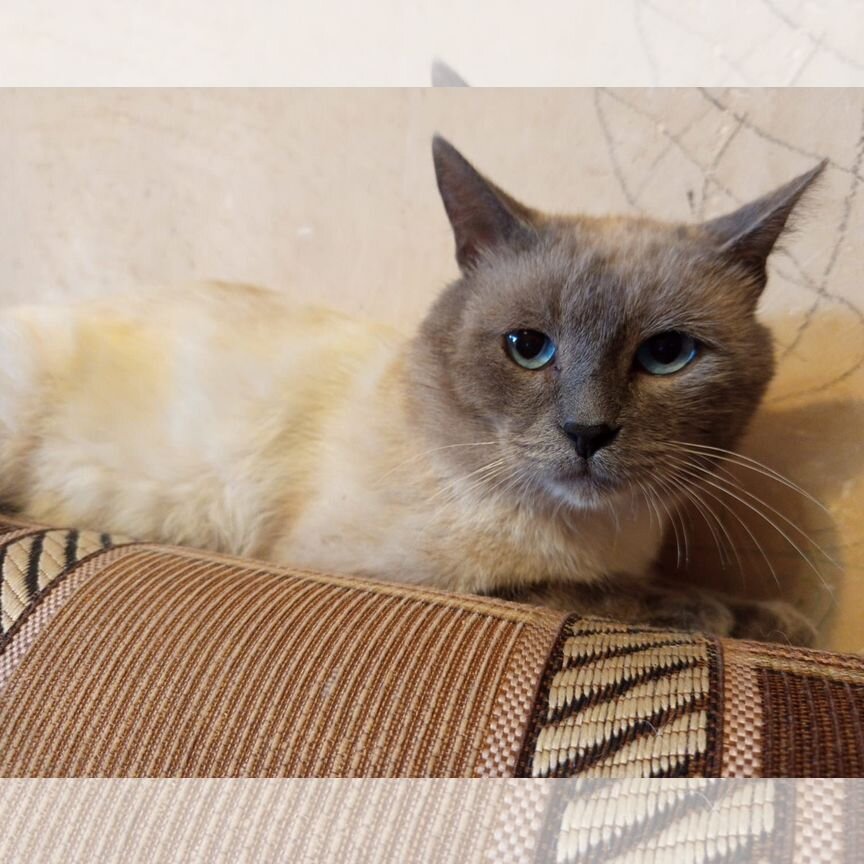 Кот в добрые руки