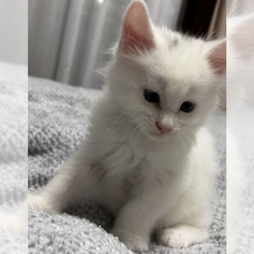 Мейн-кун котёнок