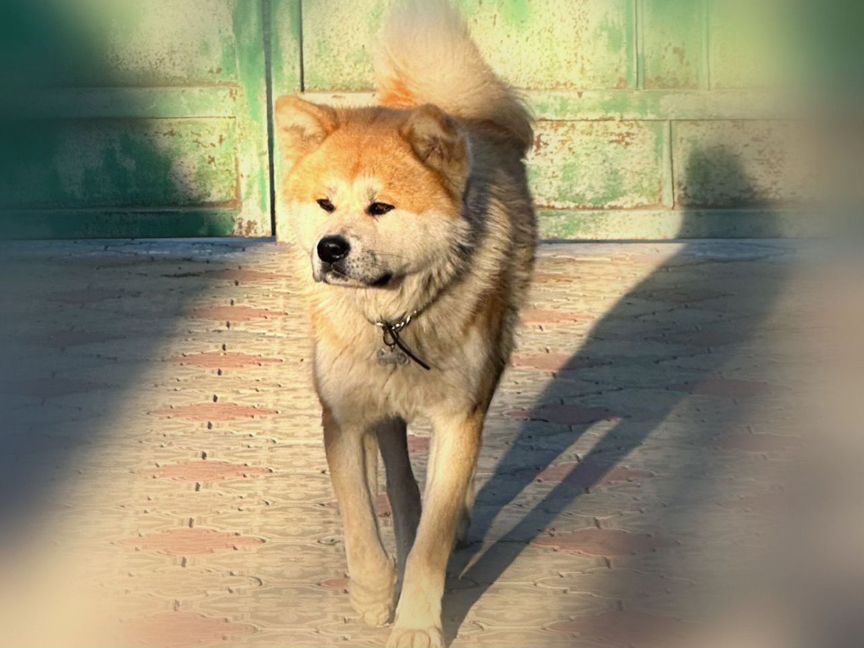 Вязка собак акита ину