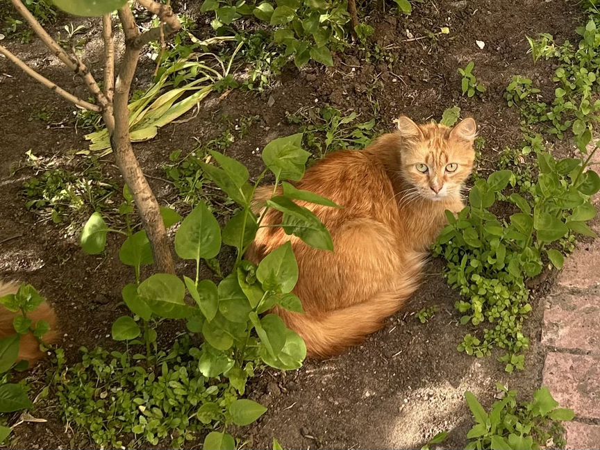 Рыжий кот в добрые руки