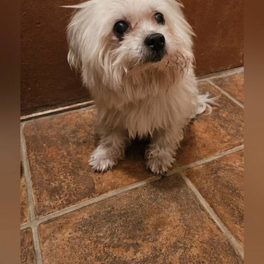 Найдена собака болонка