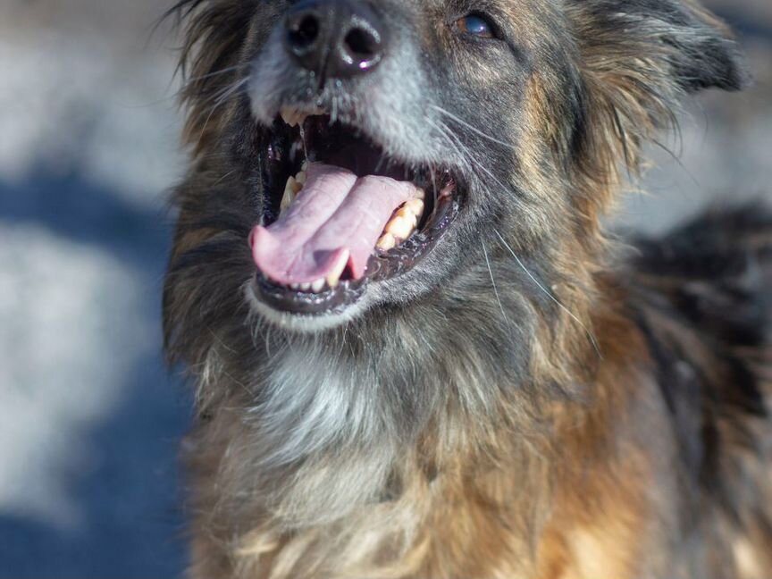 Собака в добрые руки