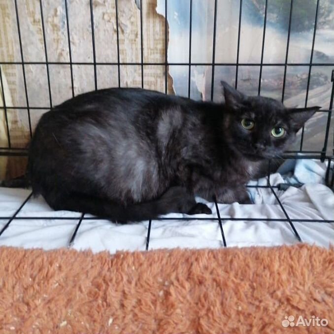 Кошечка Афина