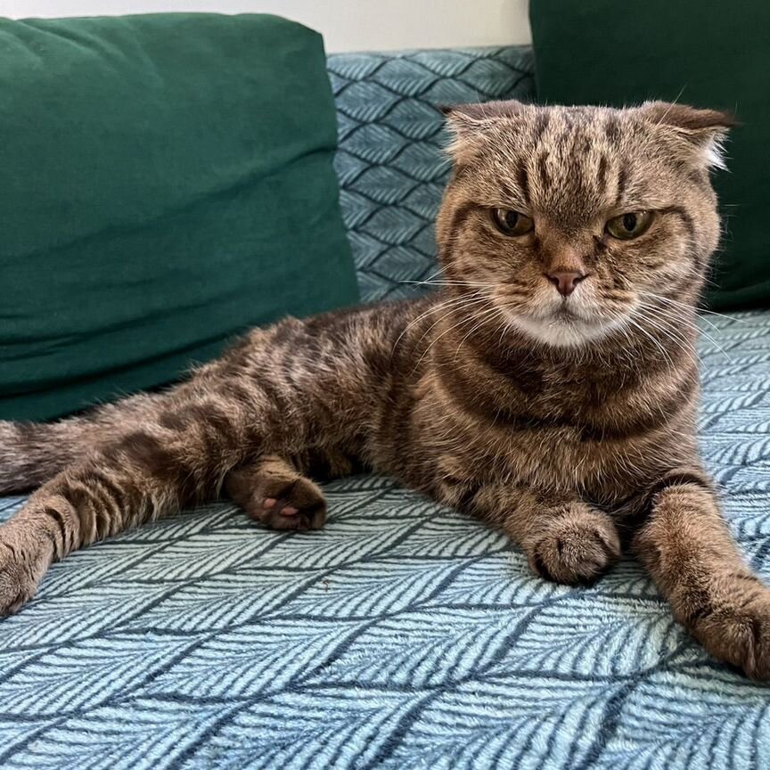Шотландский вислоухий кот в добрые руки