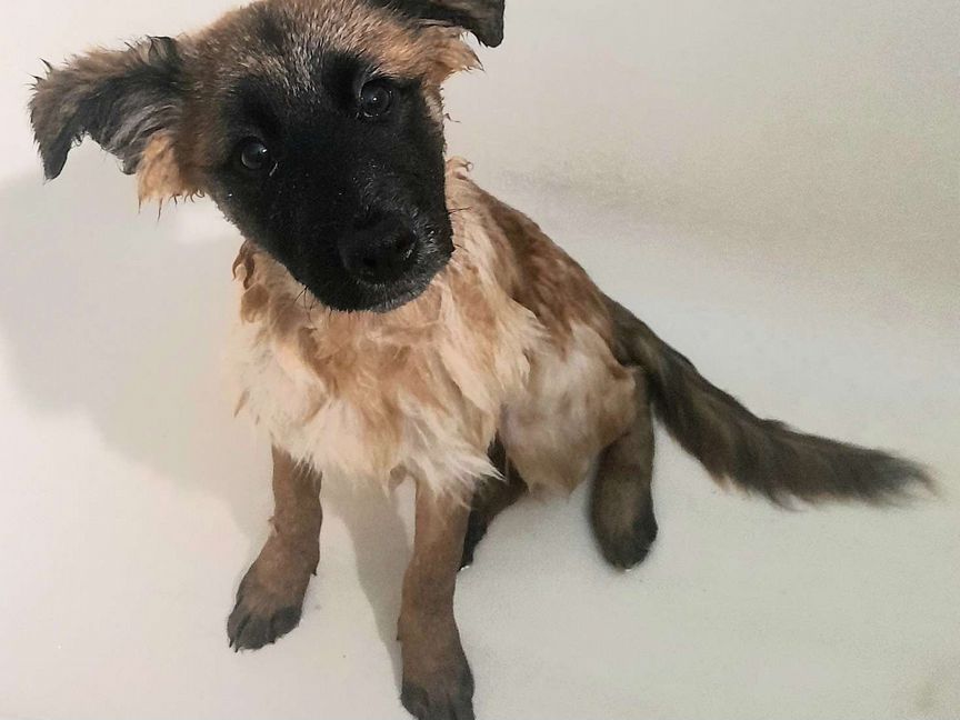 Щенок в добрые руки Овчарка в дар