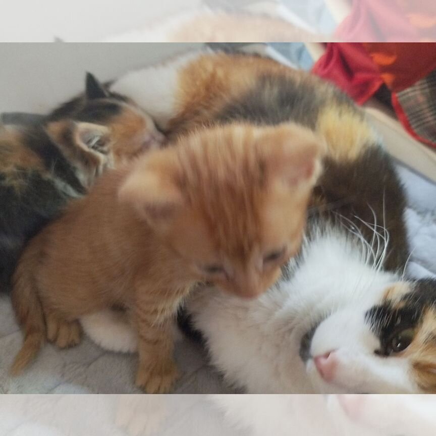 Рыжий котенок, мальчик