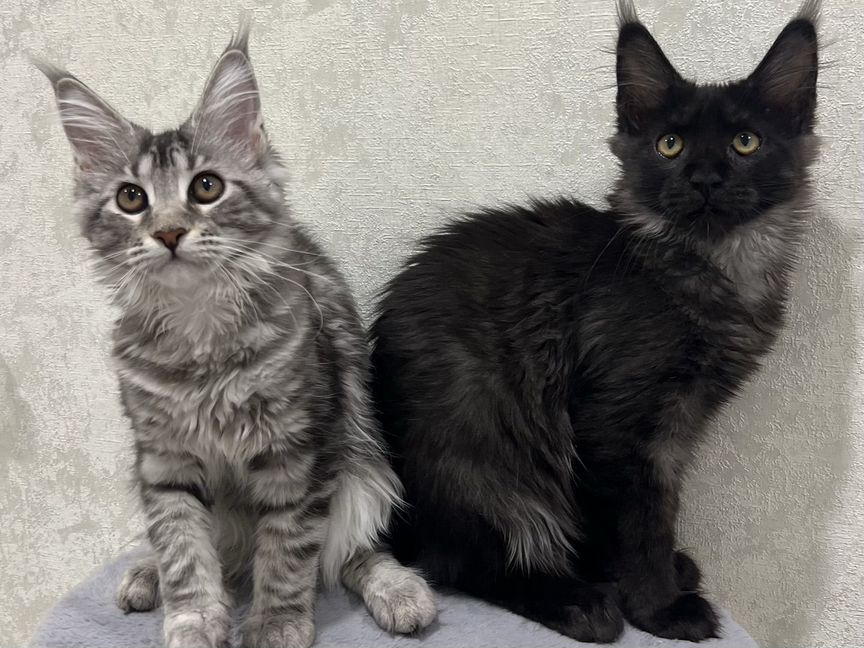 Котята мейн-кун