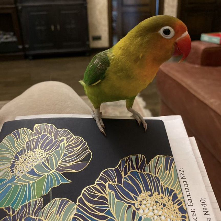 Попугай неразлучник