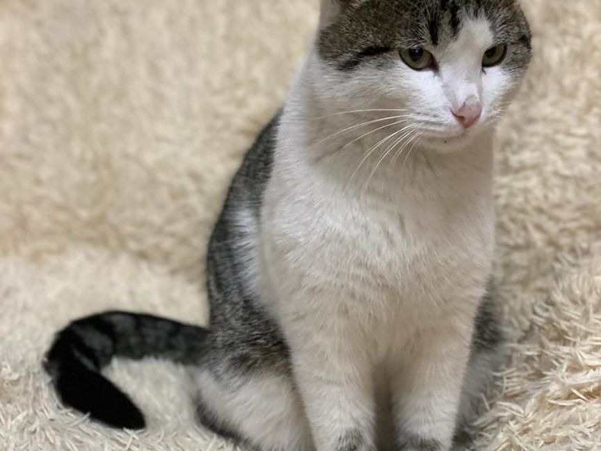 Котофейка