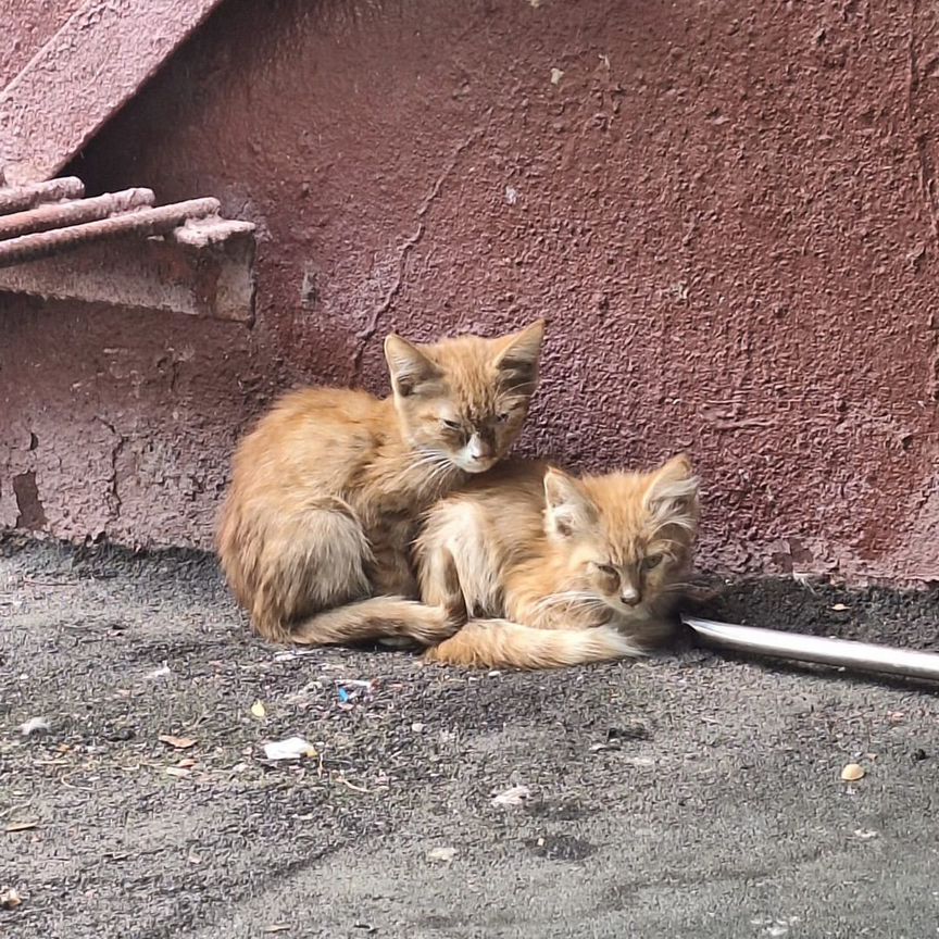 Мама кошку разорвали собаки