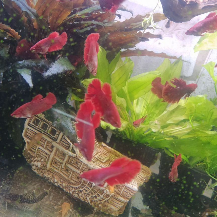 Самка петушка