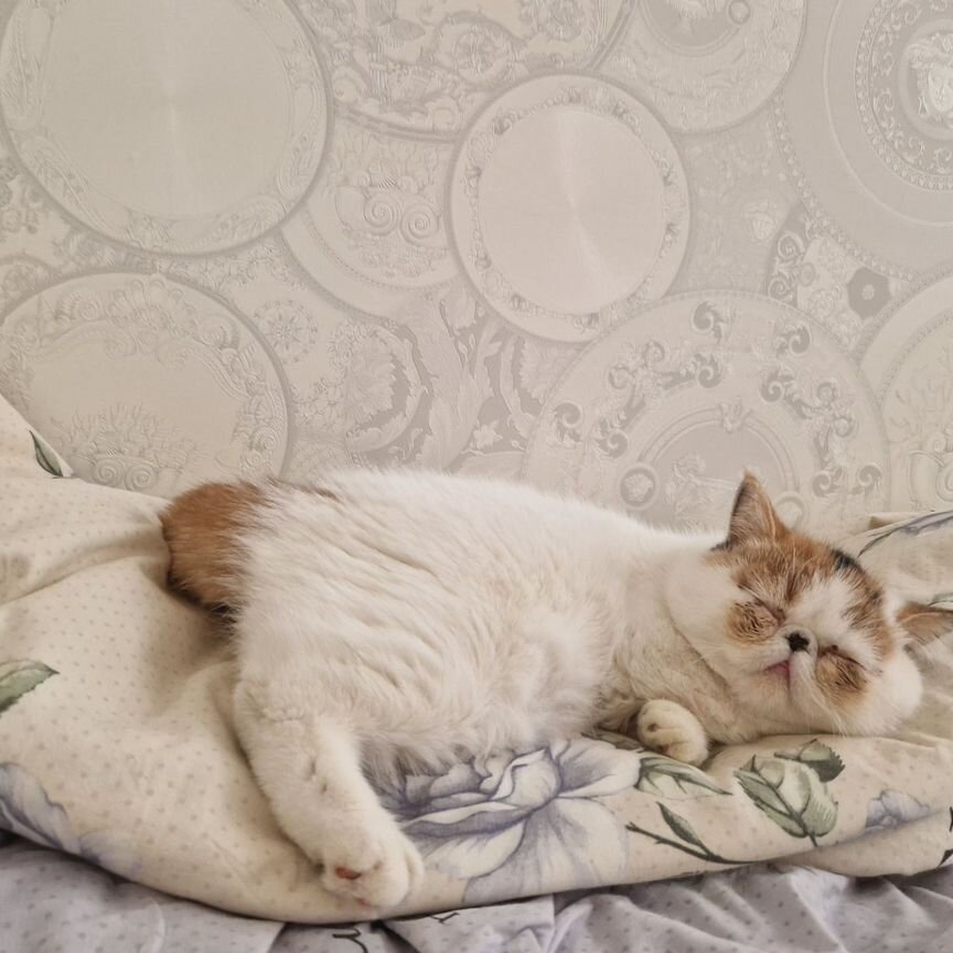 Персидские котята