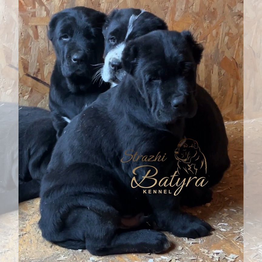 Среднеазиатская овчарка, щенок