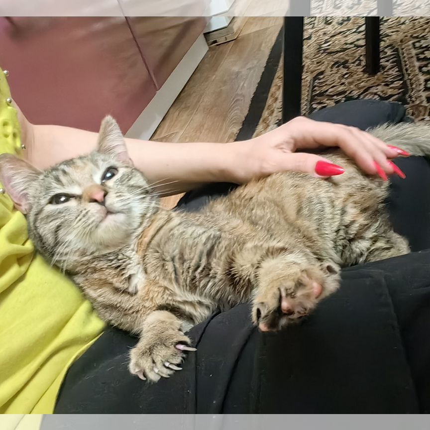 Котёнок в добрые руки