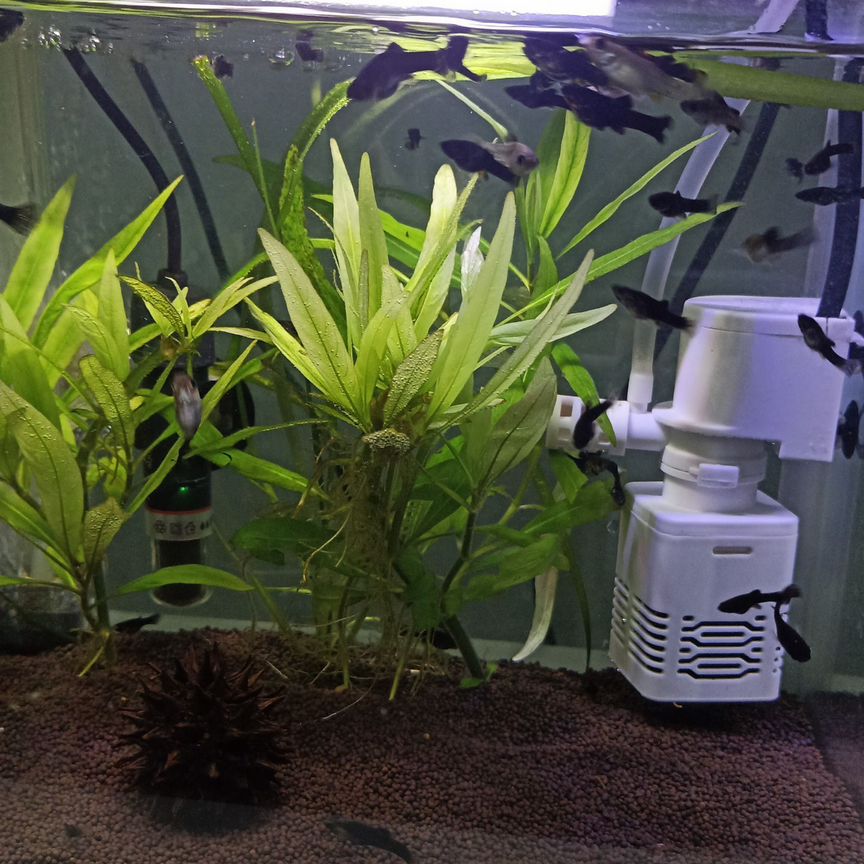 Моллинейзии мальки