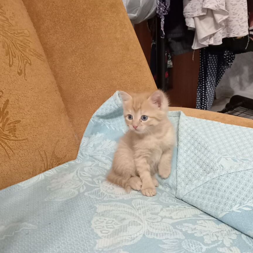 Котята рыжики в добрые руки