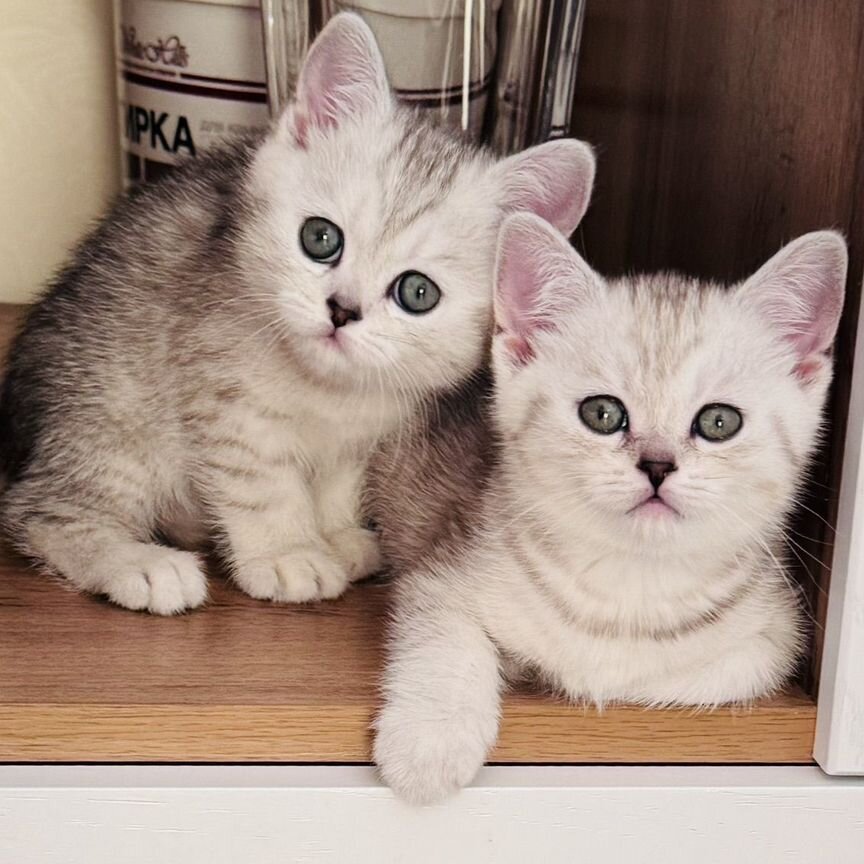 Шотландский вислоухий короткошёрстный котёнок