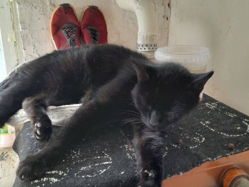 Отдам котика в добрые руки.Черный породы бомбей