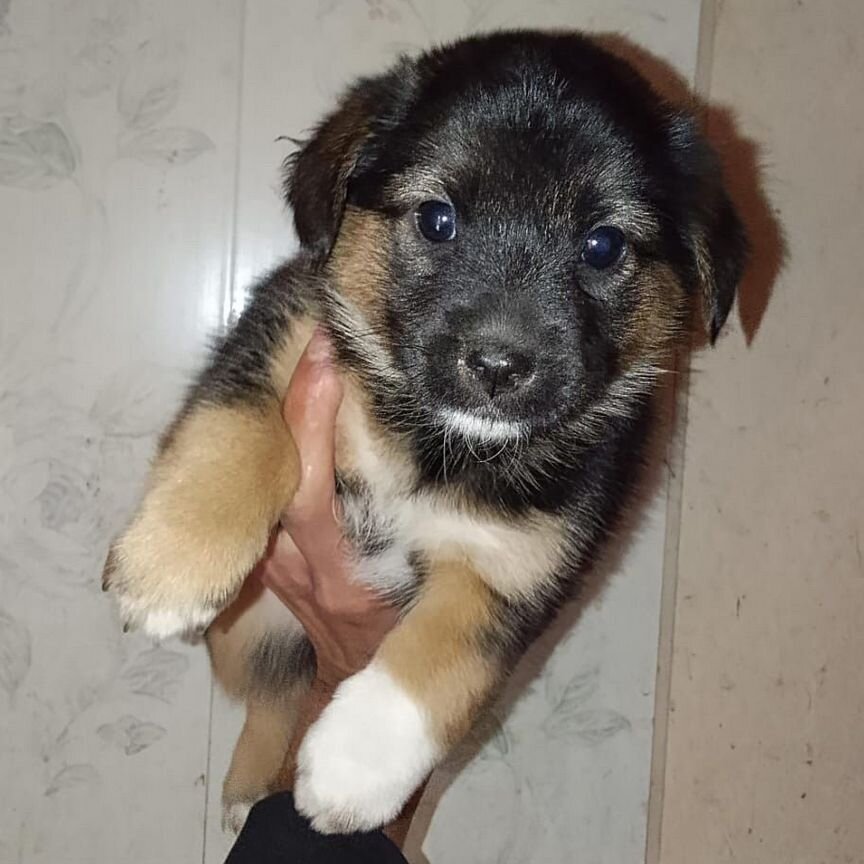 Джек рассел терьер