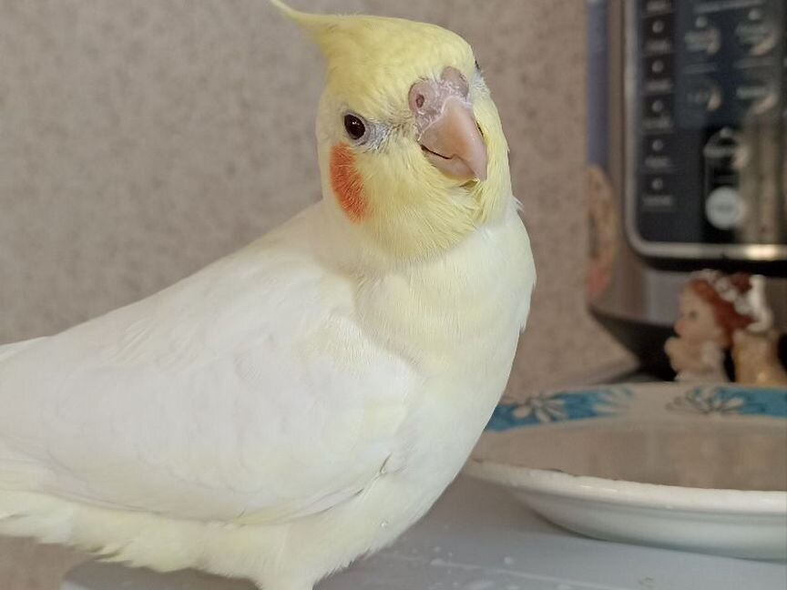 Попугай Корелла ручной