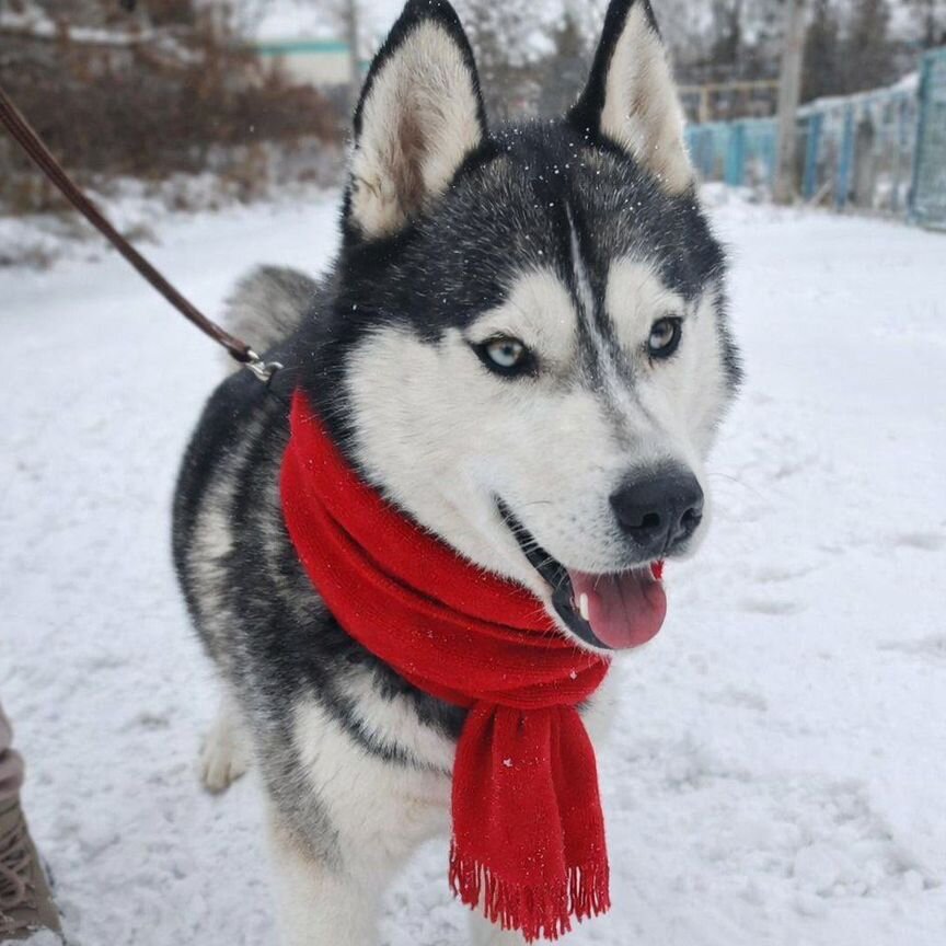Сибирский хаски, взрослый пёс