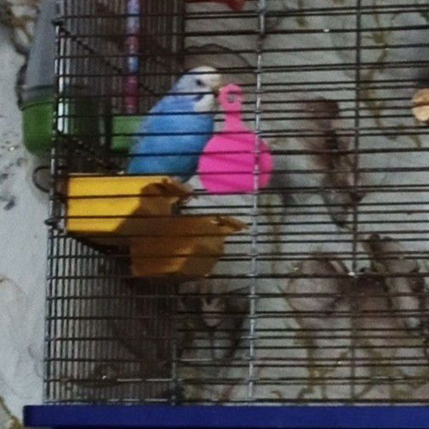 Волнистый попугай