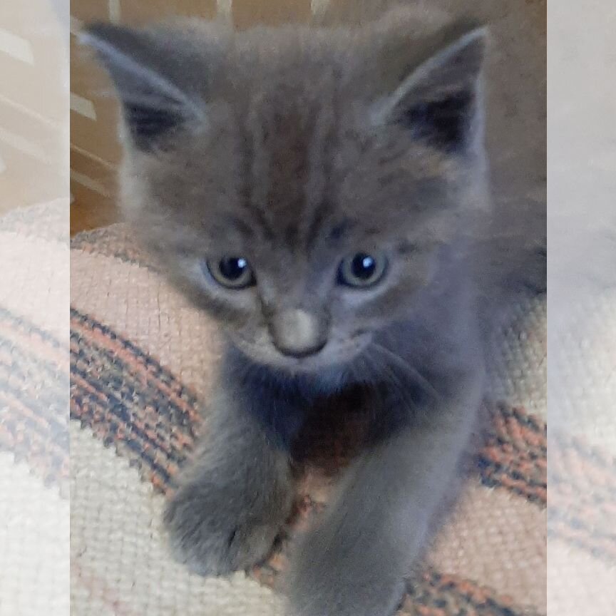 Шотландский прямоухий короткошёрстный котёнок