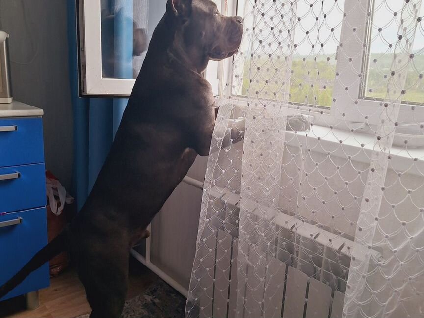 Продам кане-корсо