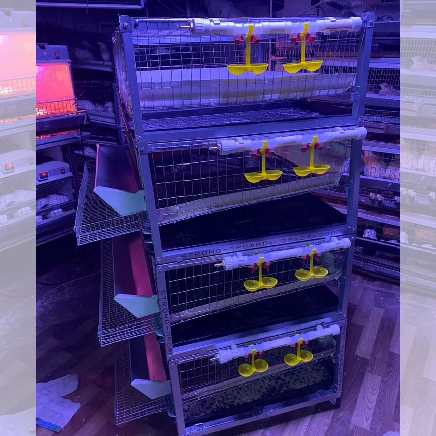 Клетки для перепелов и молодняка кур