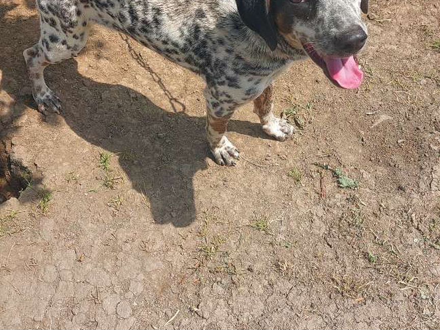 Долматинец