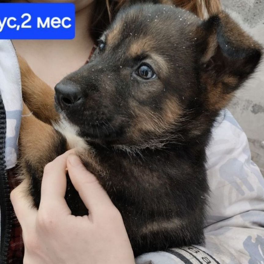 Щенок от частного владельца