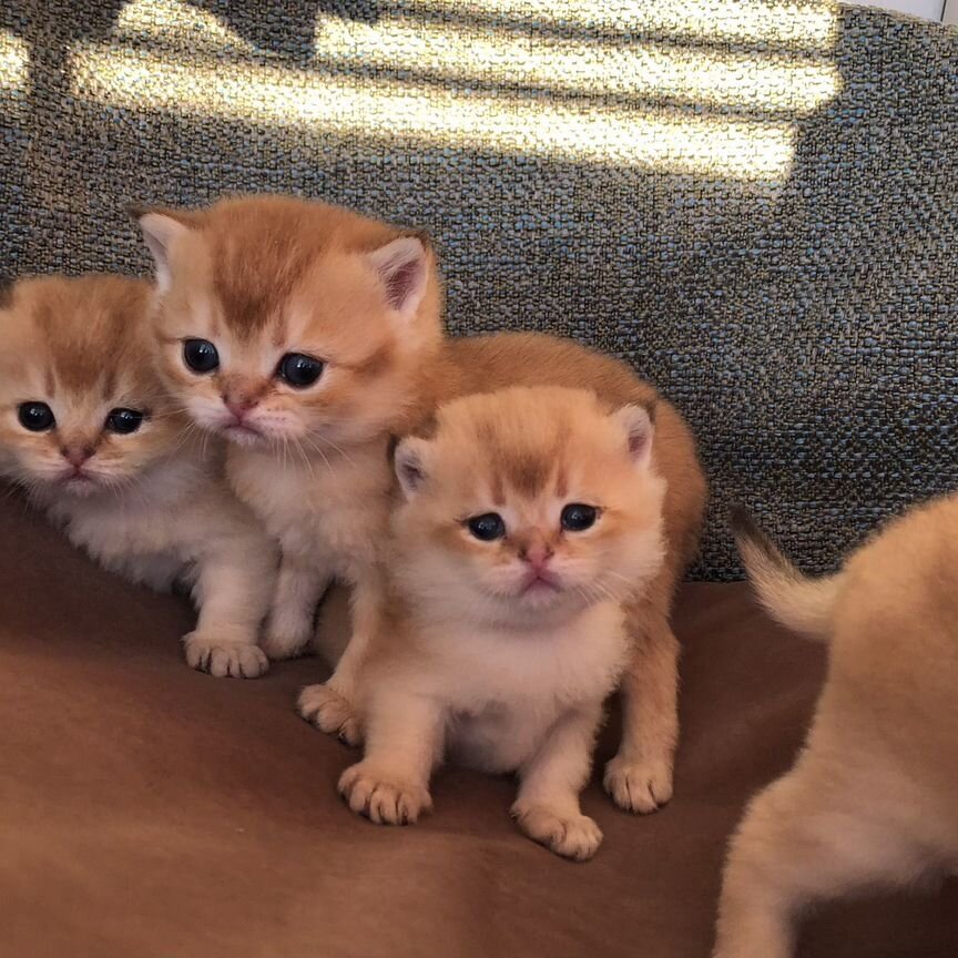 Золотые британцы