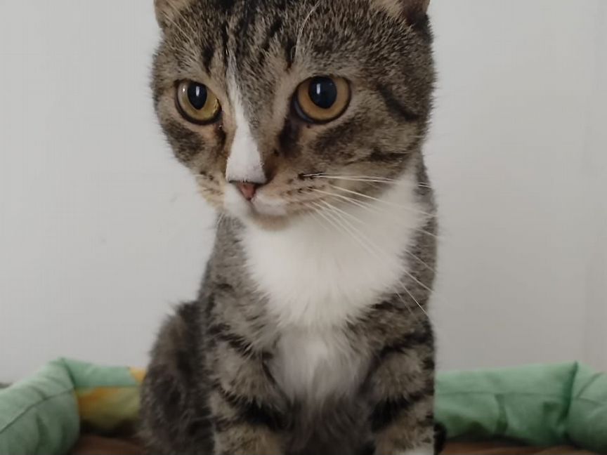 Котик в добрые руки