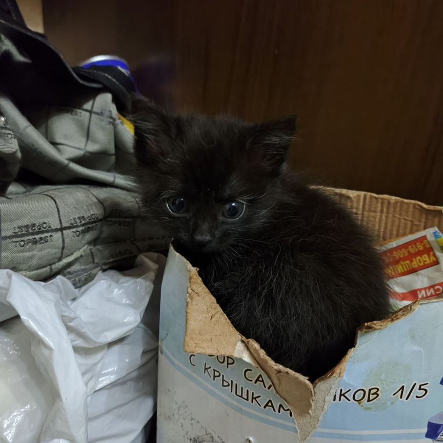 Черный котенок