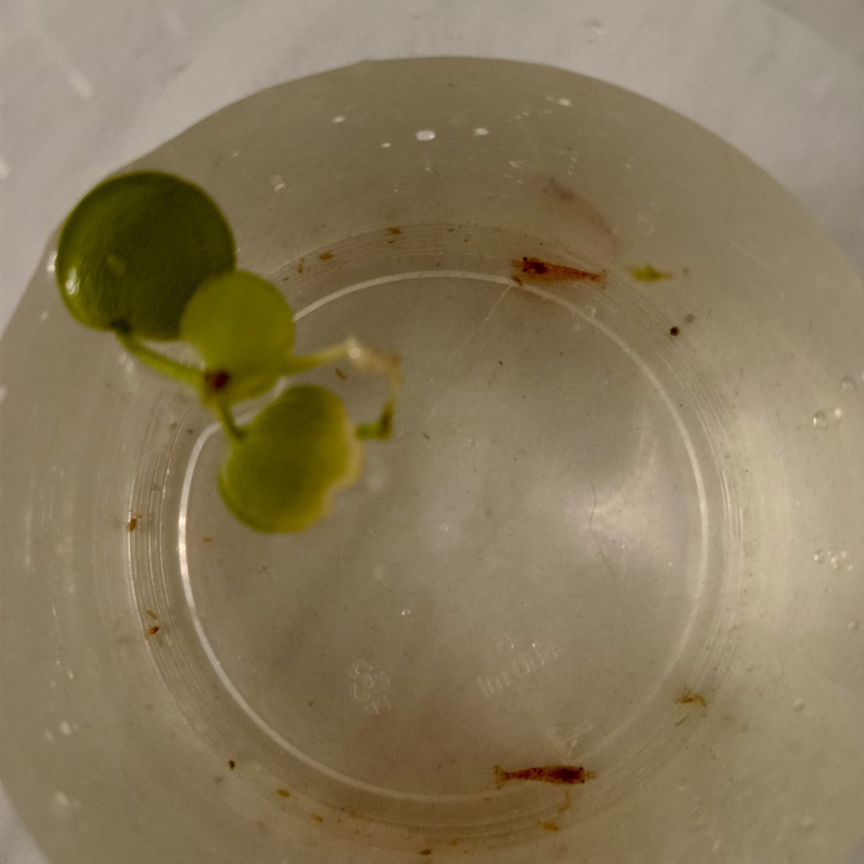 Аквариумные креветки