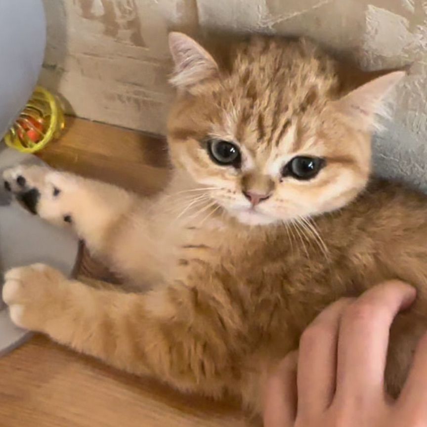 Британский короткошёрстный котёнок