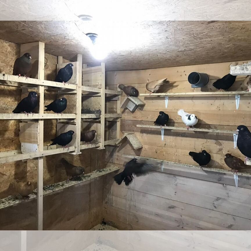Продам пермских голубей